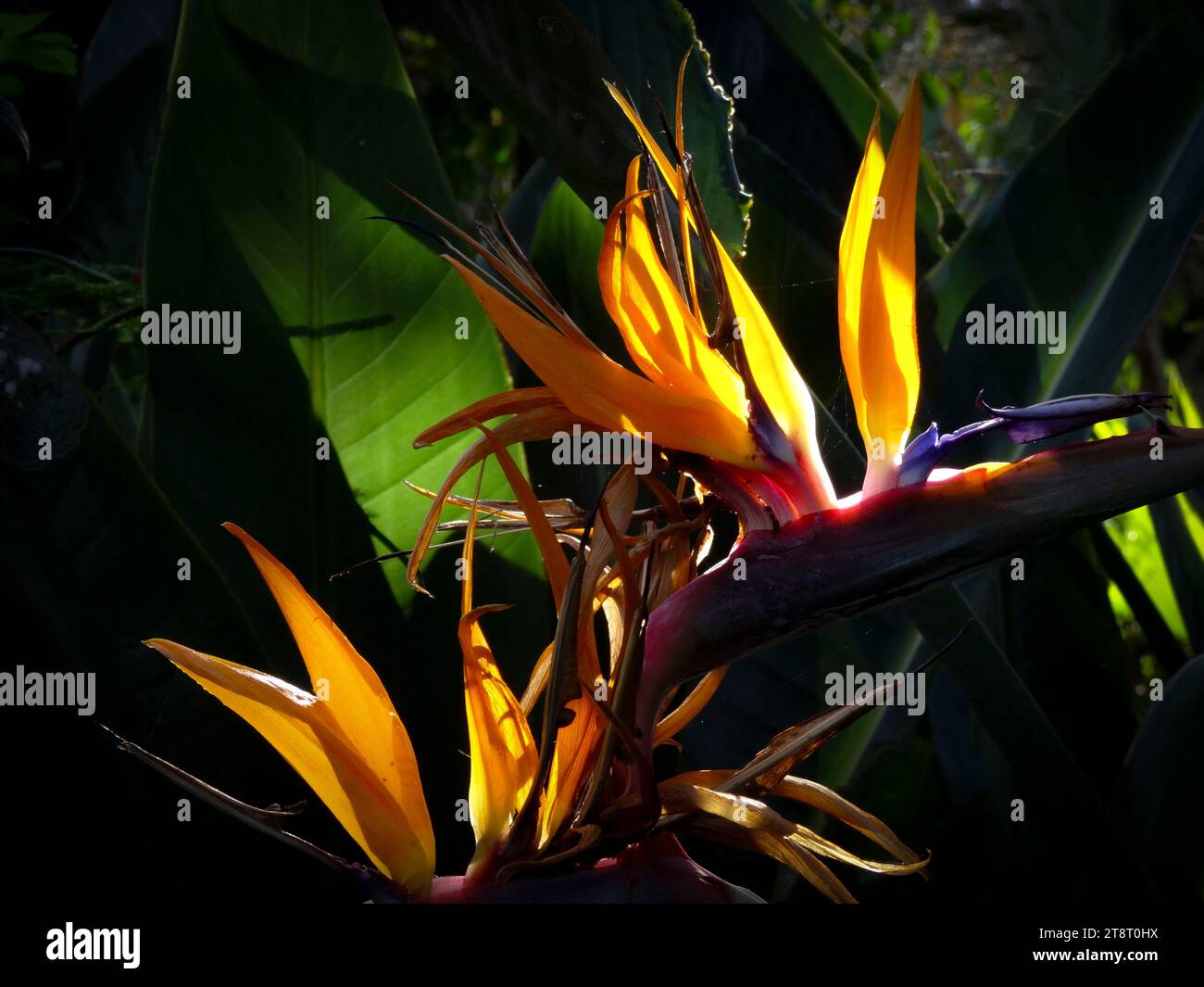 Natural close up high resolution flowering plant portrait of the ever ...