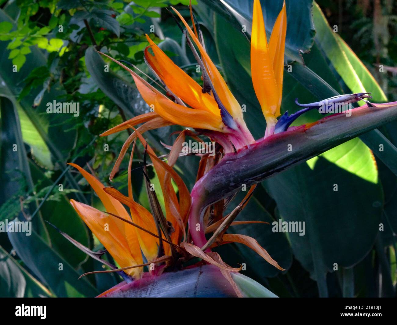 Natural close up high resolution flowering plant portrait of the ever ...
