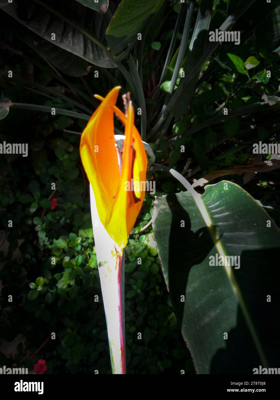 Natural close up high resolution flowering plant portrait of the ever ...