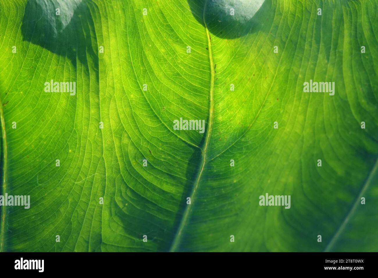 GREEN NATURE WATER LAND Stock Photo - Alamy