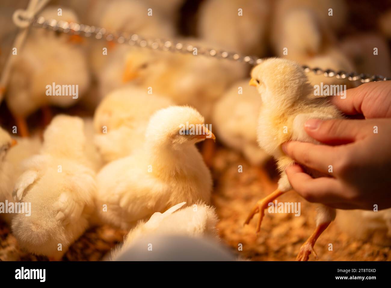 grabbing a little yellow chick with both hands from many chicks Stock ...