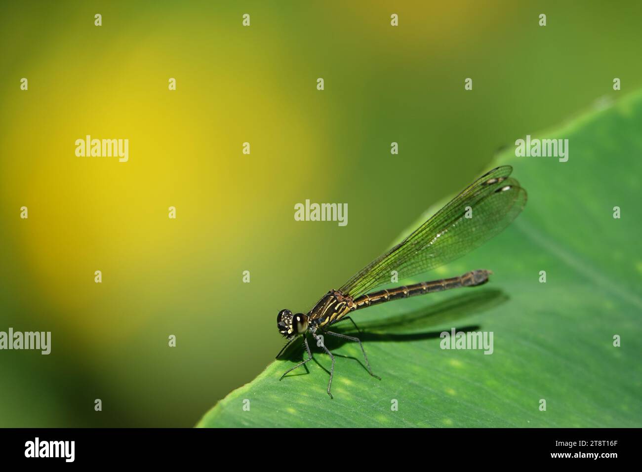 cute cat thumbi water drops wine Stock Photo - Alamy