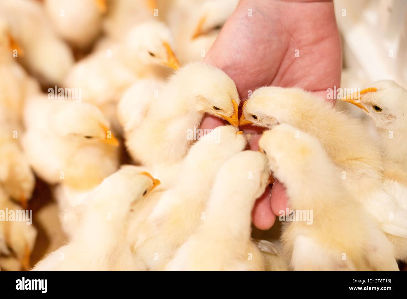 feeding little yellow chicks Stock Photo - Alamy