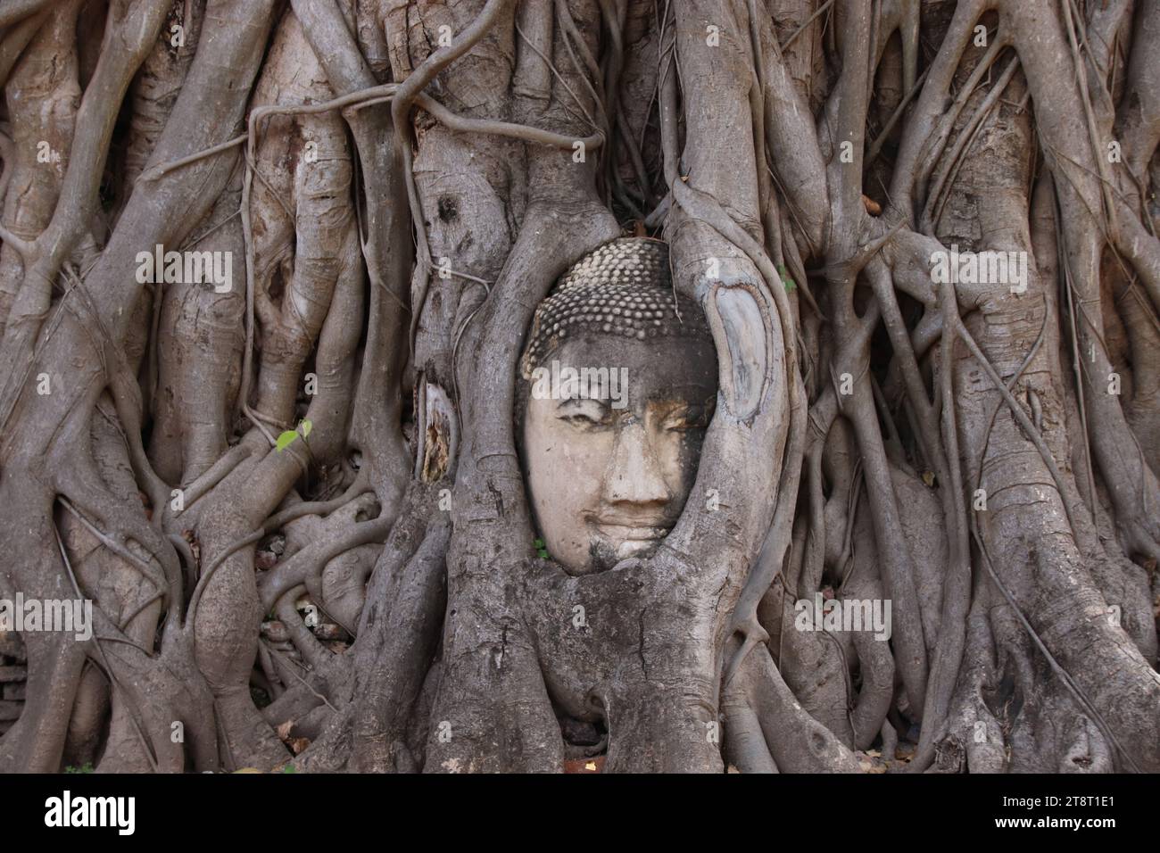 Ayutthaya Historical Park: Buddha Head in Tree Roots, Ayutthaya ...