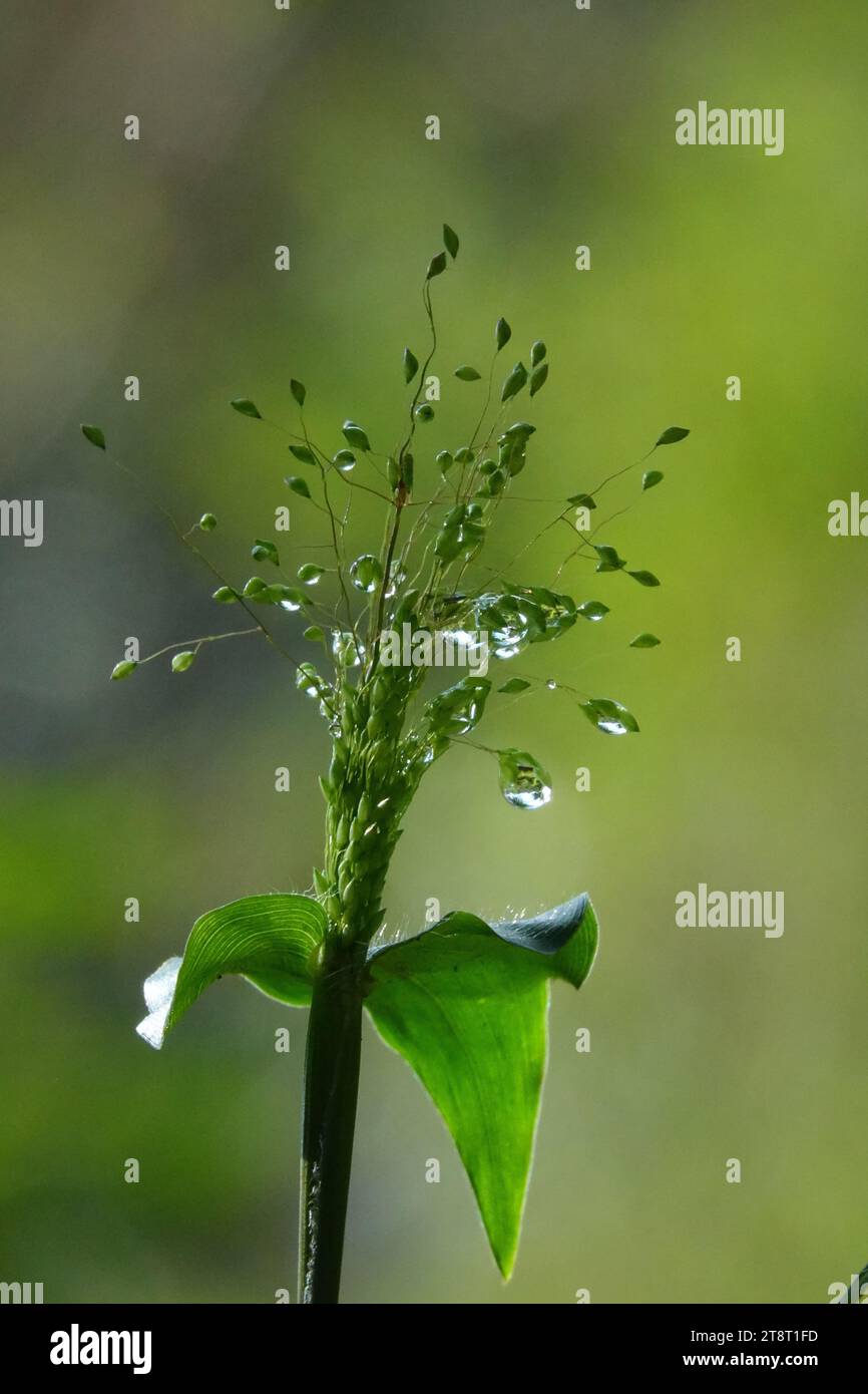 GREEN NATURE WATER LAND Stock Photo - Alamy