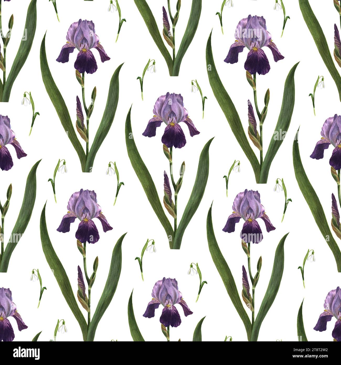 Flowers of irises and snowdrops are made in watercolor on a white ...