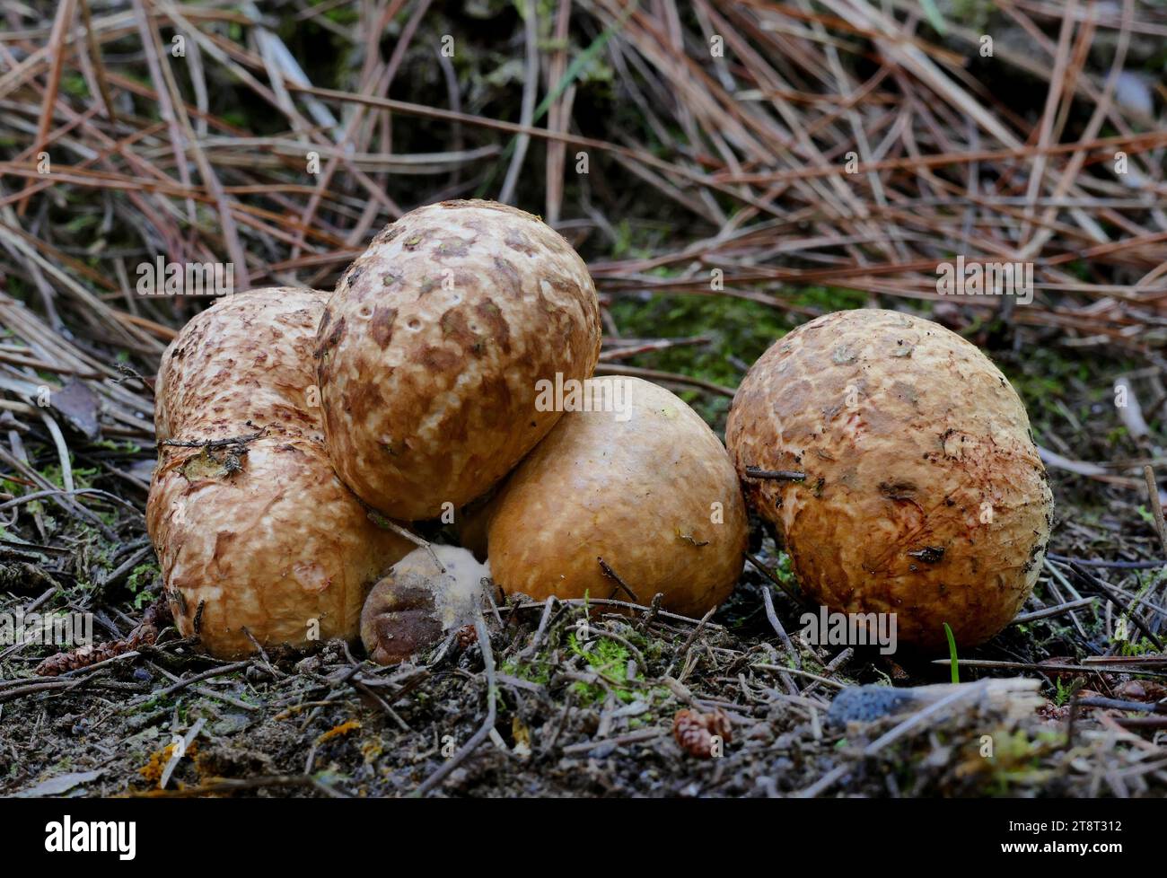 Descomyces albellus, Common name: None Stock Photo - Alamy