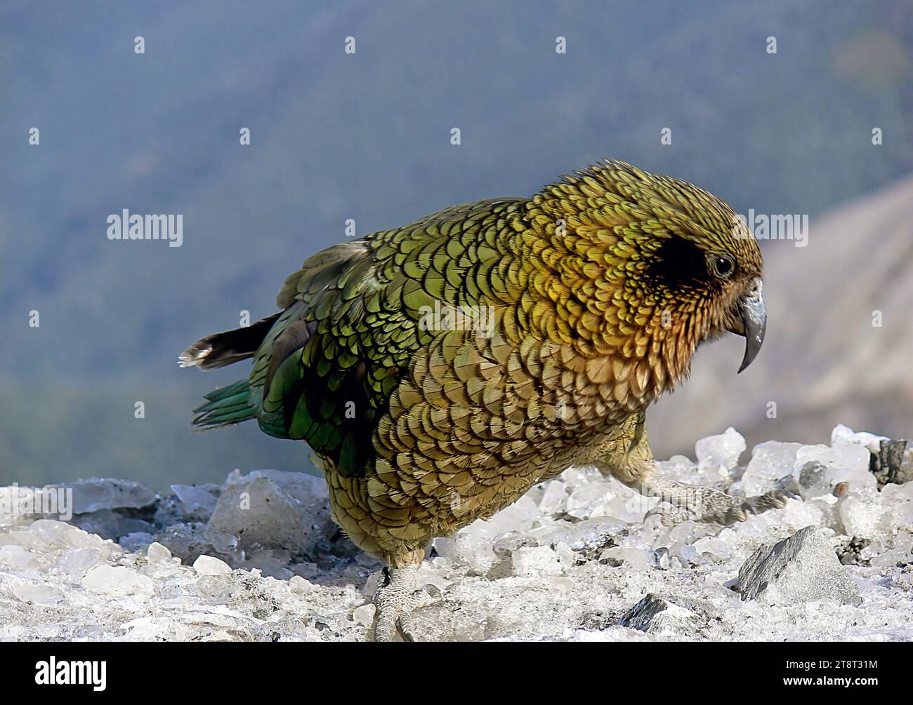 Notabilis hi-res stock photography and images - Alamy