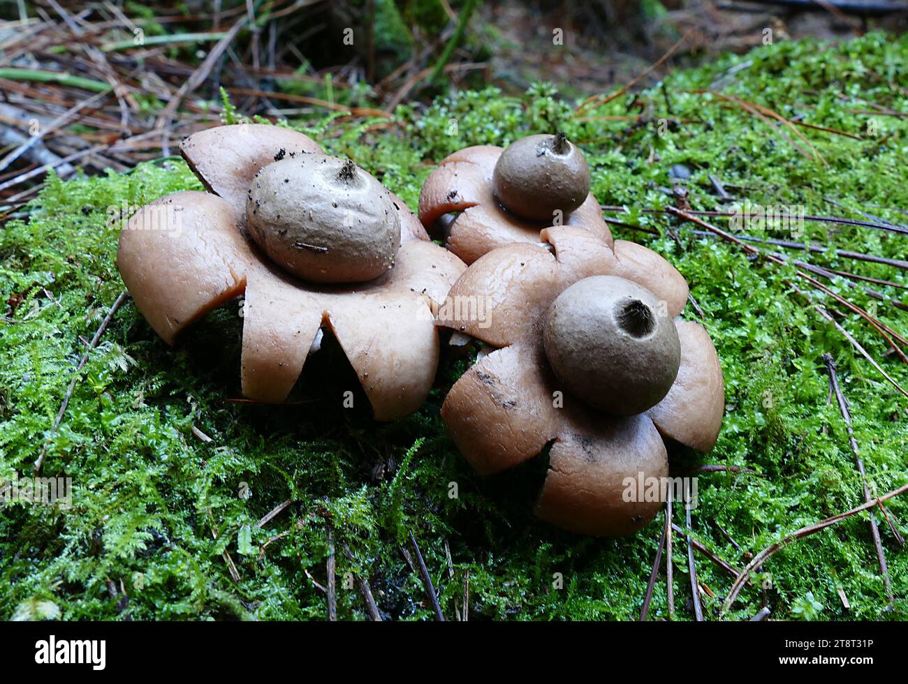 Geastrum genus hi-res stock photography and images - Alamy