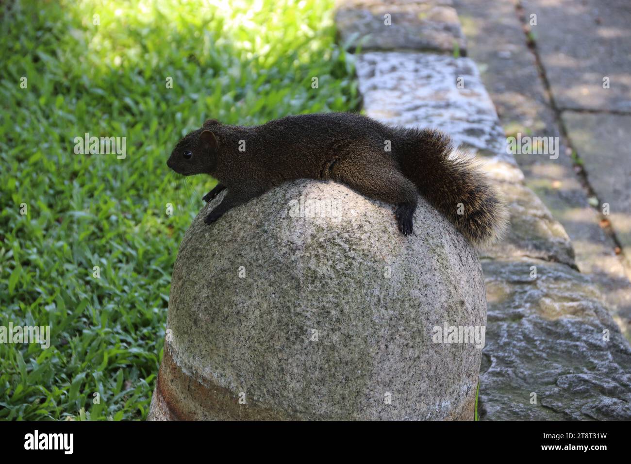 Taipei park squirrel hi-res stock photography and images - Alamy