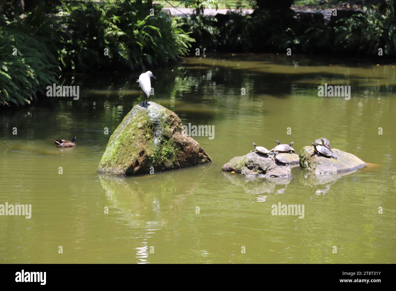Taiwan Peace Memorial Park: Pond & Turtles, Taipei, Taiwan Stock Photo ...