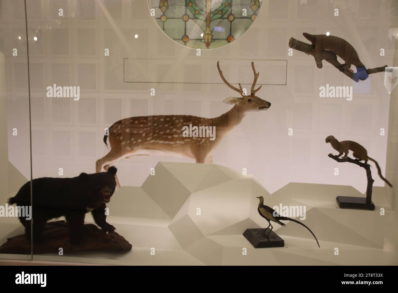 National Taiwan Museum: Taiwan Fauna, Taipei, Taiwan Stock Photo - Alamy