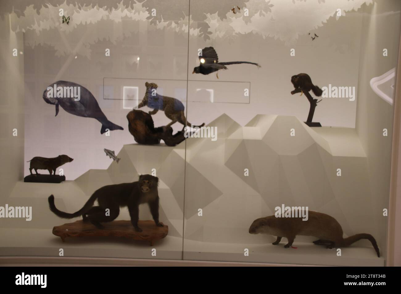 National Taiwan Museum: Taiwan Fauna, Taipei, Taiwan Stock Photo - Alamy