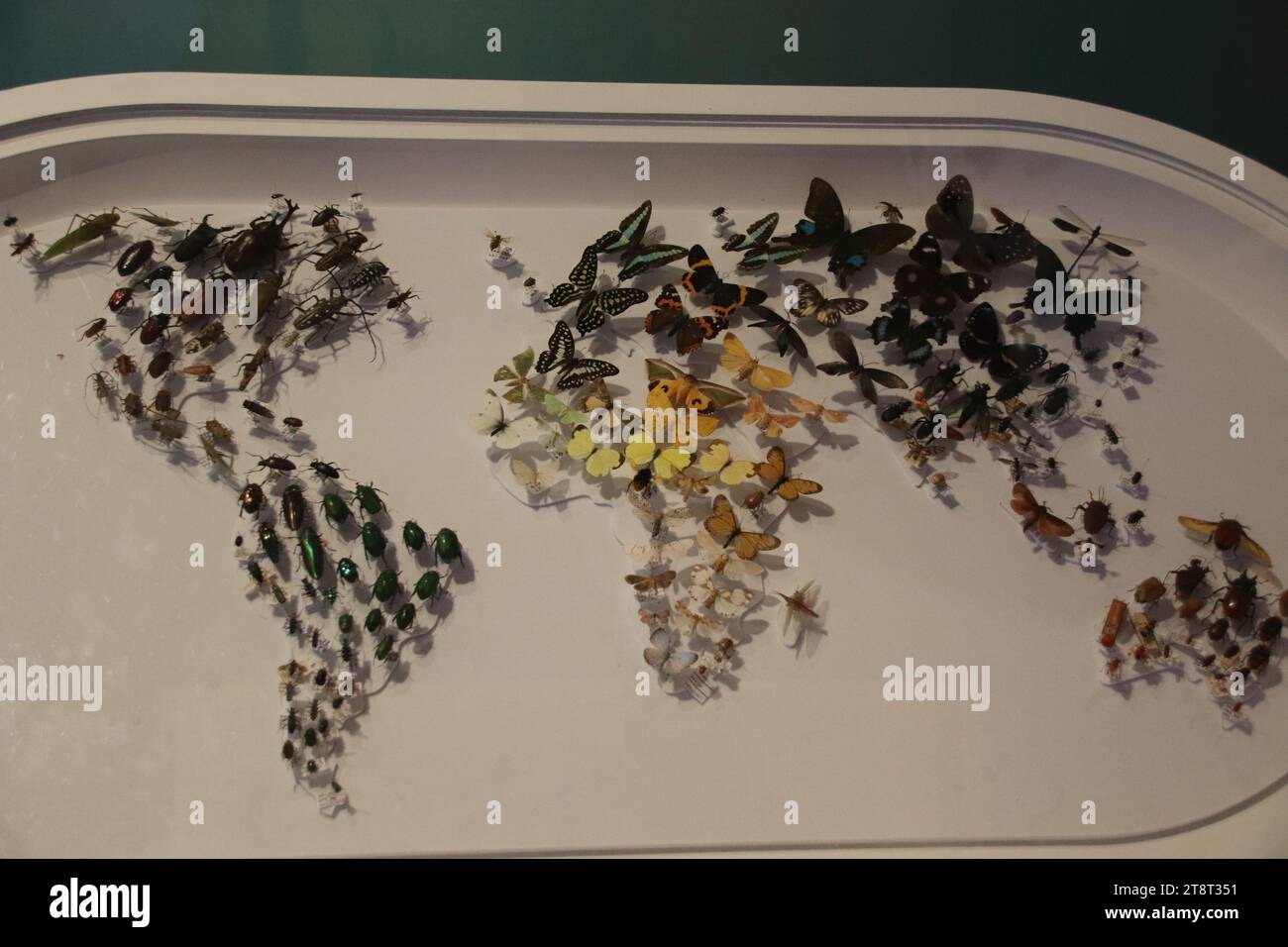 National Taiwan Museum: Insect Map of World, Taipei, Taiwan Stock Photo ...