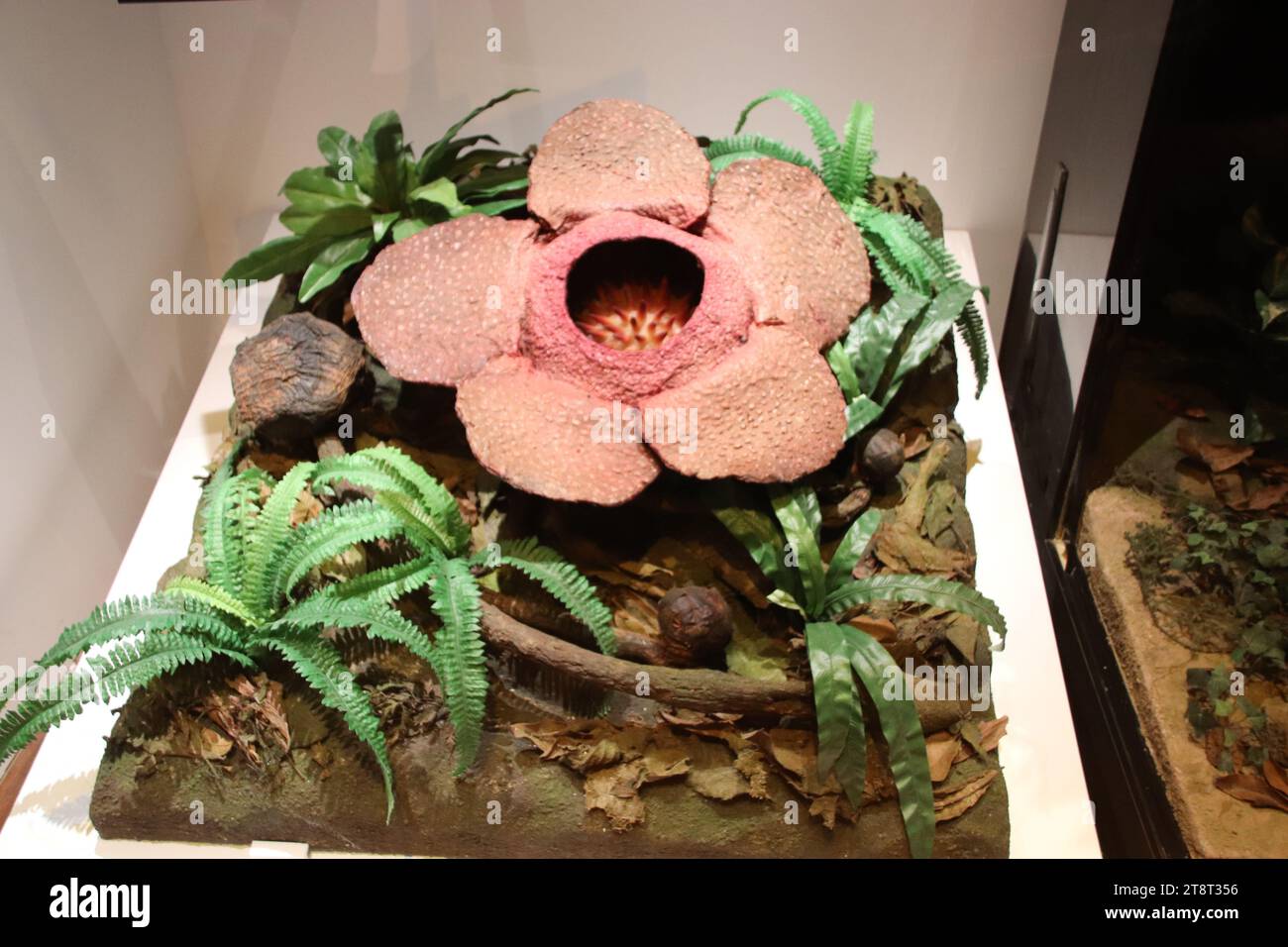National Taiwan Museum: Flora, Taipei, Taiwan Stock Photo - Alamy