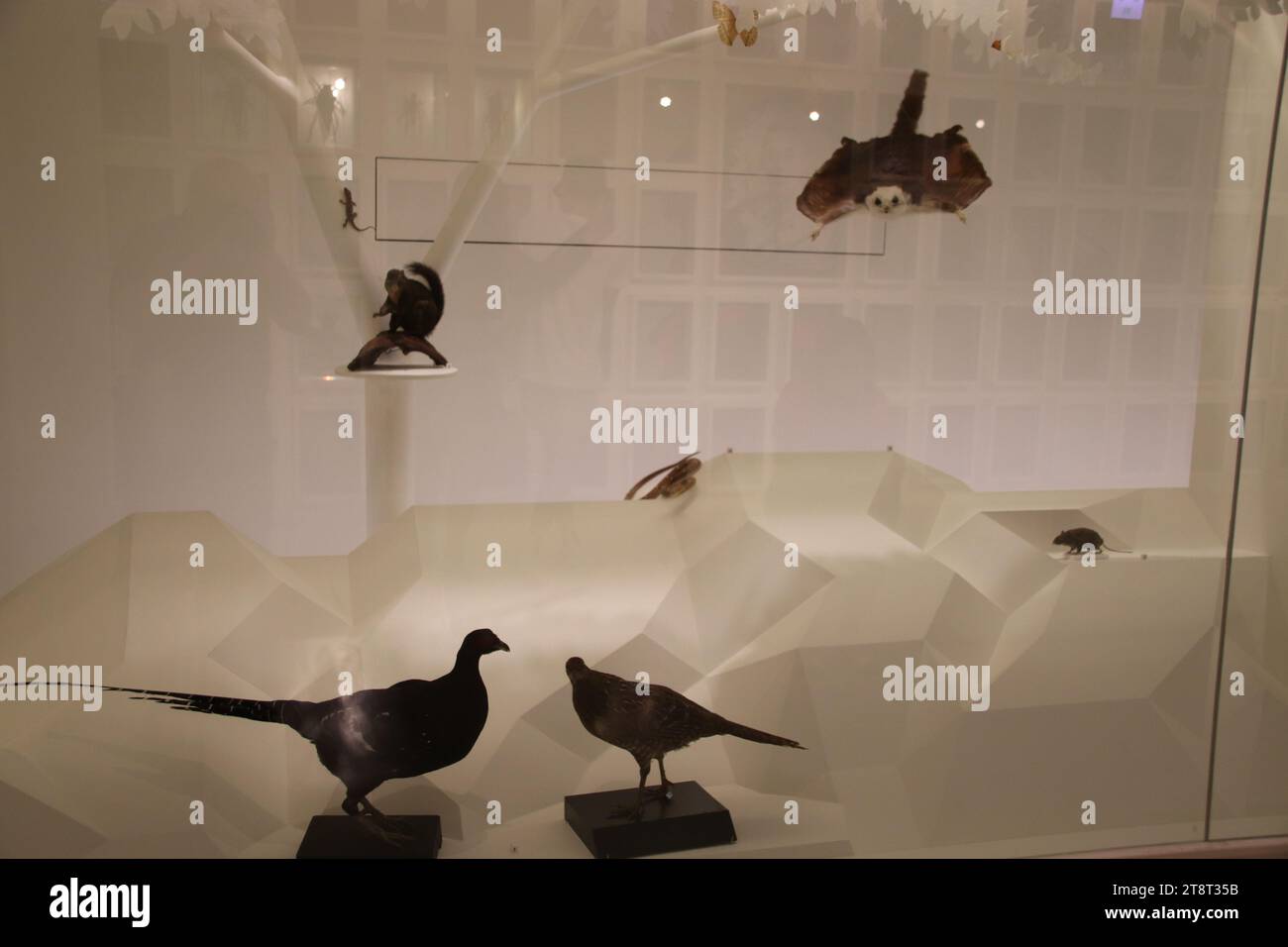 National Taiwan Museum: Taiwan Fauna, Taipei, Taiwan Stock Photo - Alamy