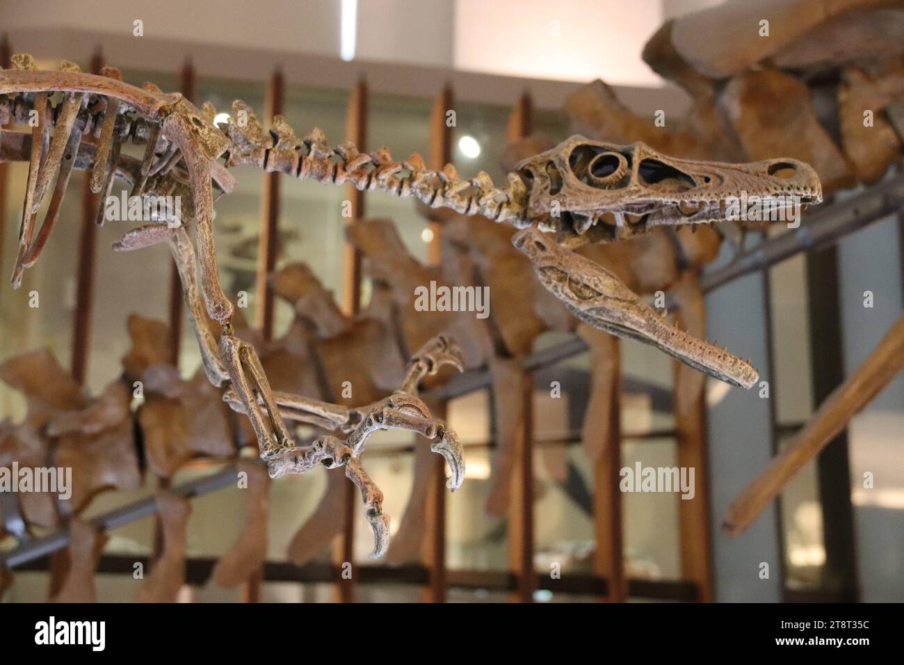 Velociraptor Skull, Land Bank Exhibition Hall, National Taiwan Museum ...