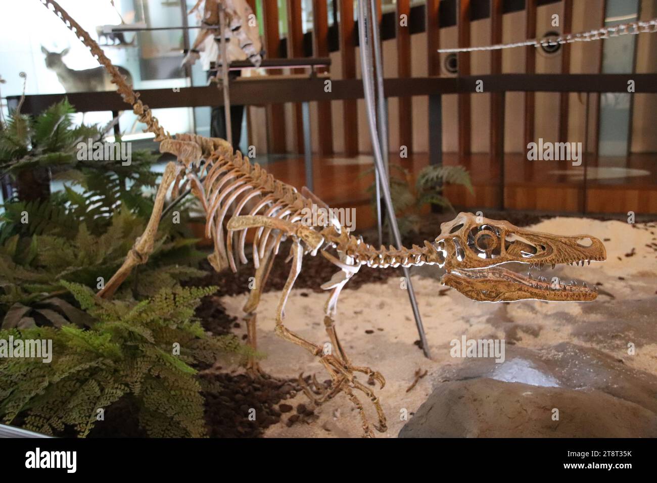 Velociraptor Skeleton, Land Bank Exhibition Hall, National Taiwan ...