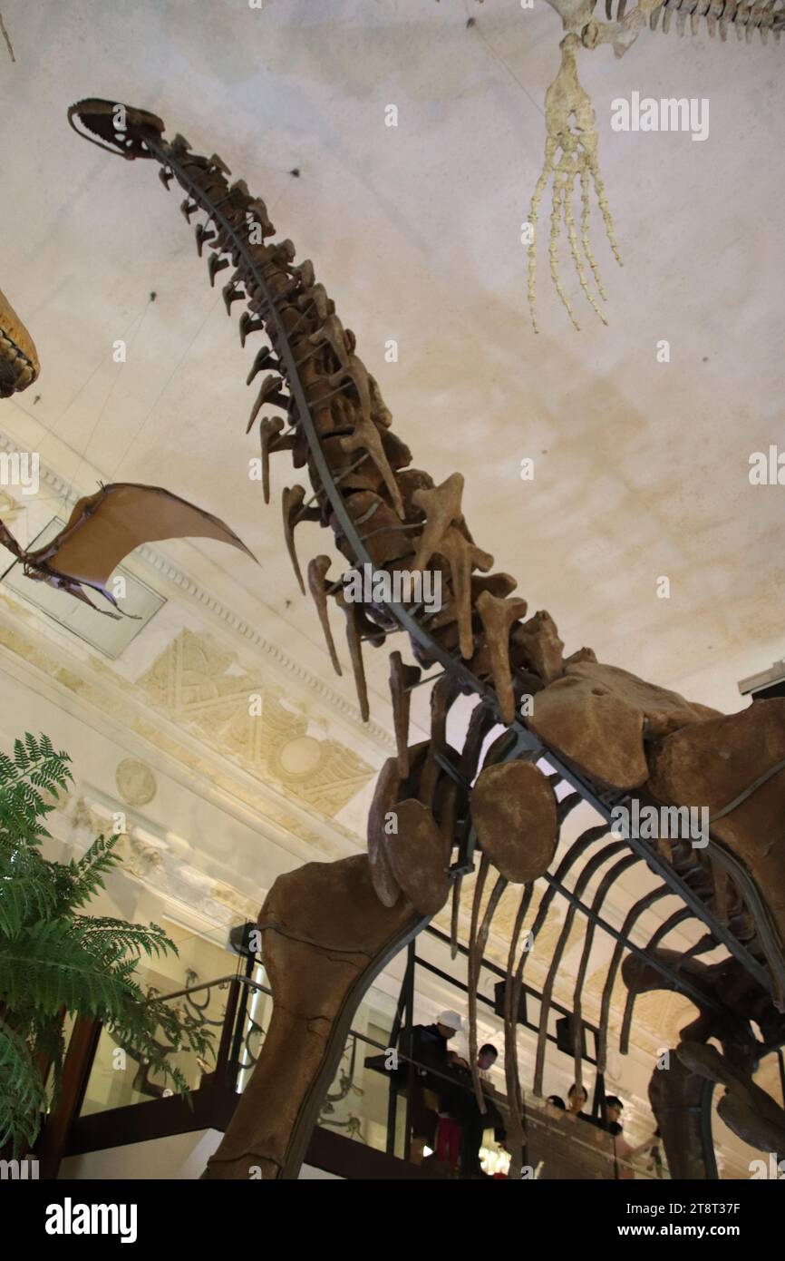 Huanghetitan Skeleton, Land Bank Exhibition Hall, National Taiwan ...