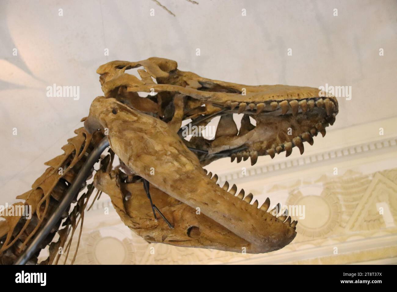 Tarbosaurus (Tyrannosaurus Rex) Skull, Land Bank Exhibition Hall ...