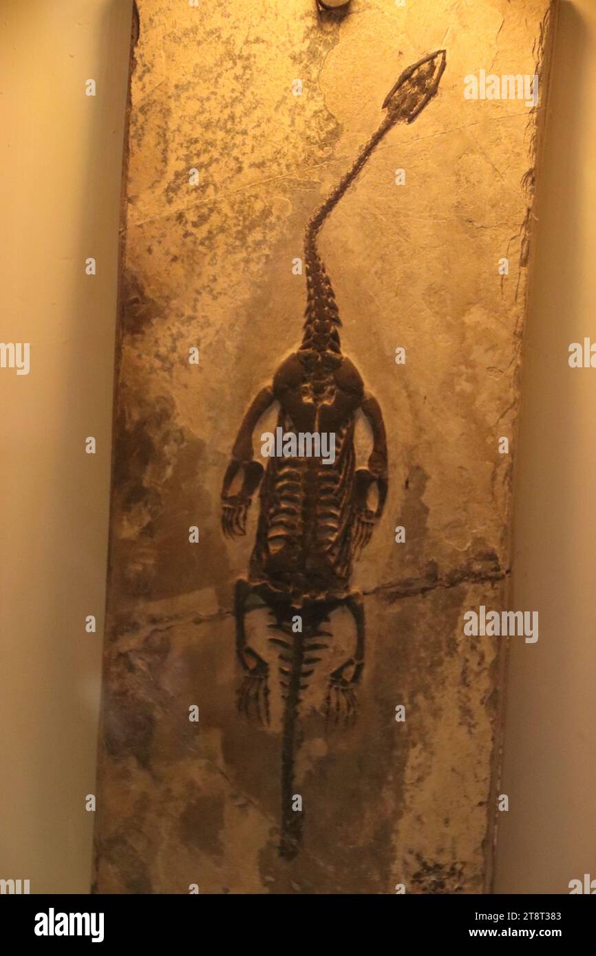 Plesiosaurus Skeleton, Land Bank Exhibition Hall, National Taiwan ...