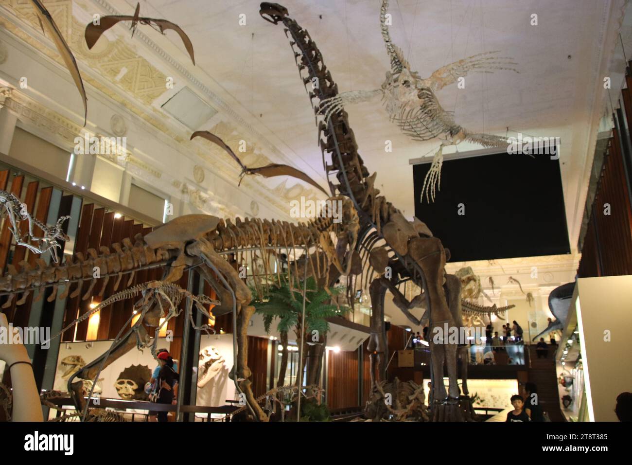 Tarbosaurus hi-res stock photography and images - Alamy