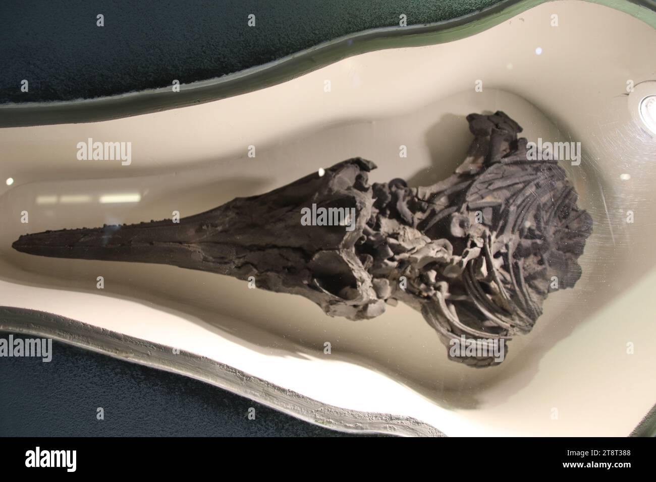 Ichthyosaurus Skull, Land Bank Exhibition Hall, National Taiwan Museum ...