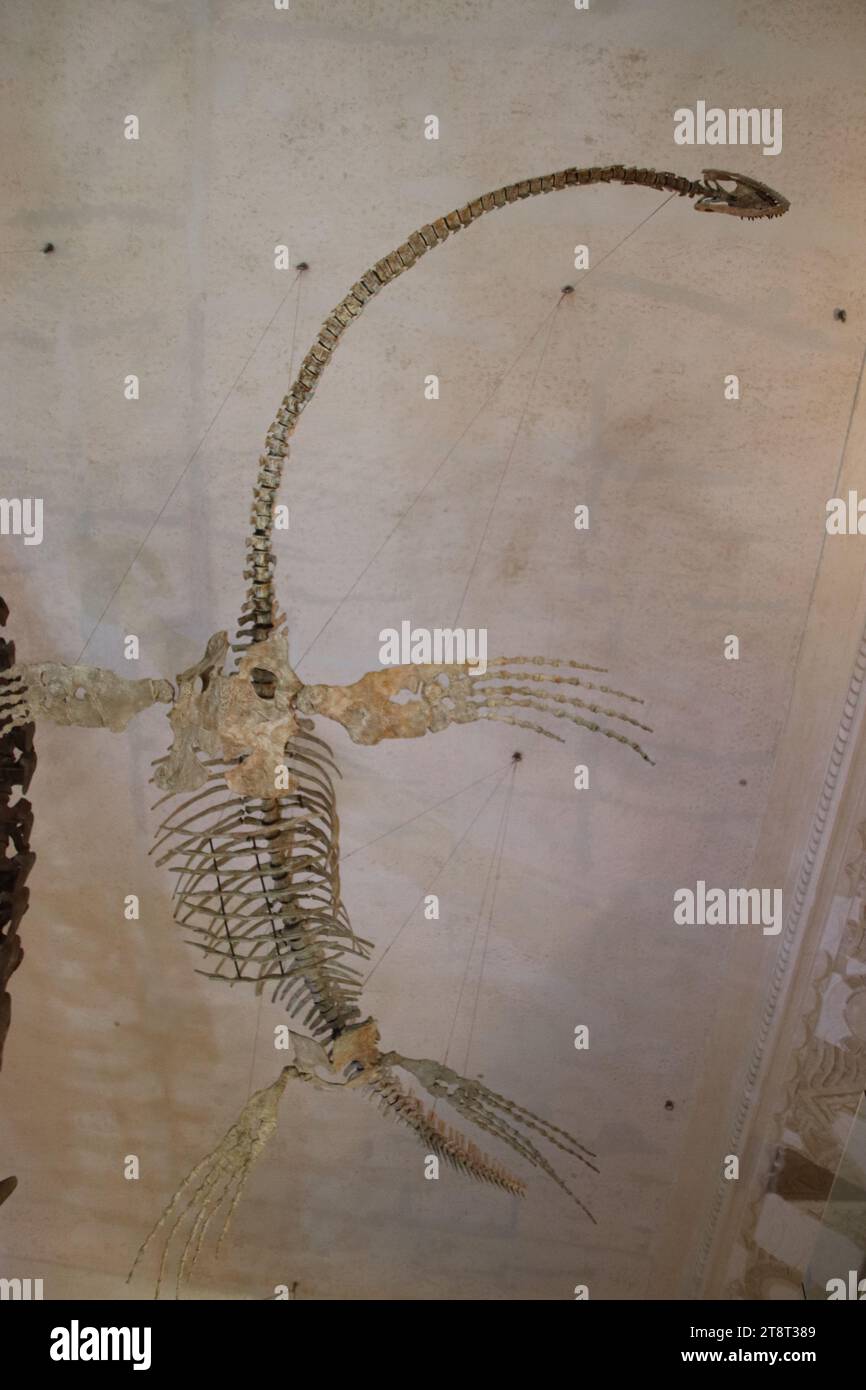 Elasmosaurus skeleton hi-res stock photography and images - Alamy