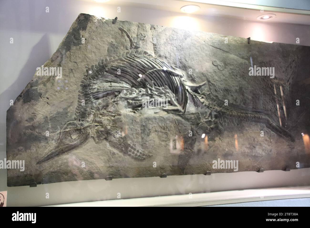 Ichthyosaurus Skeleton, Land Bank Exhibition Hall, National Taiwan ...