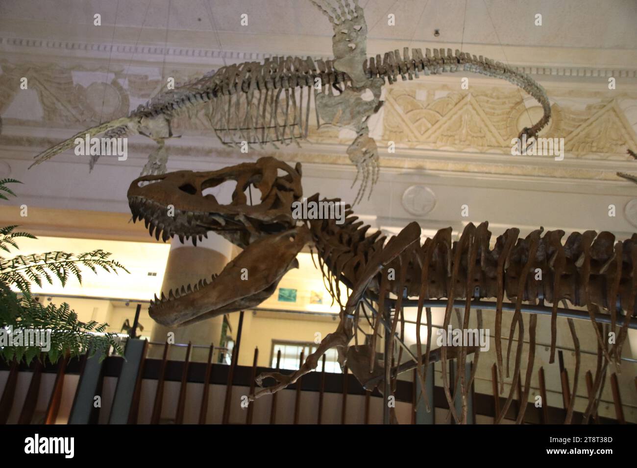 Elasmosaurus & Tarbosaurus Skeletons, Land Bank Exhibition Hall ...