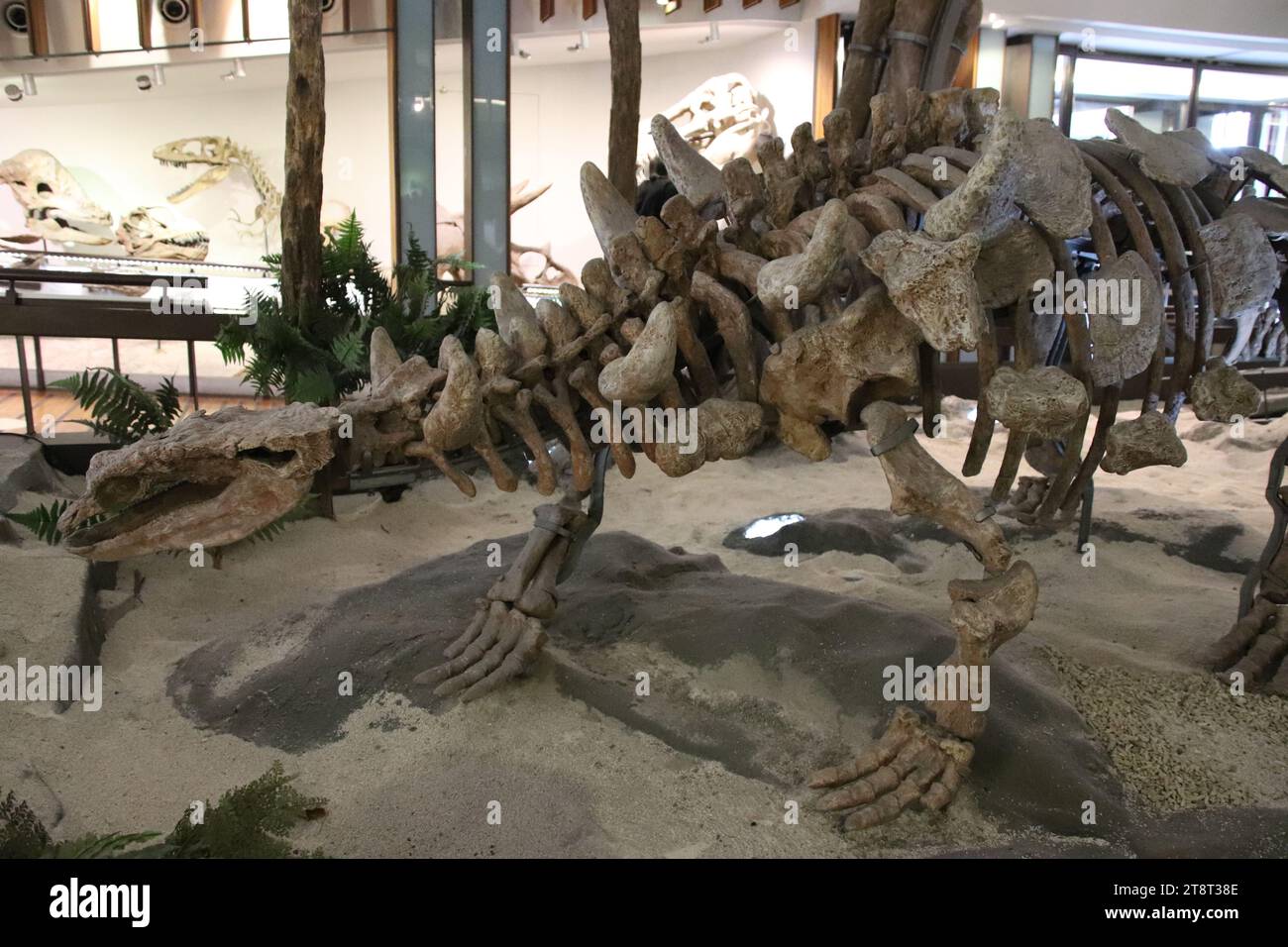 Ankylosaurus skeleton hi-res stock photography and images - Alamy
