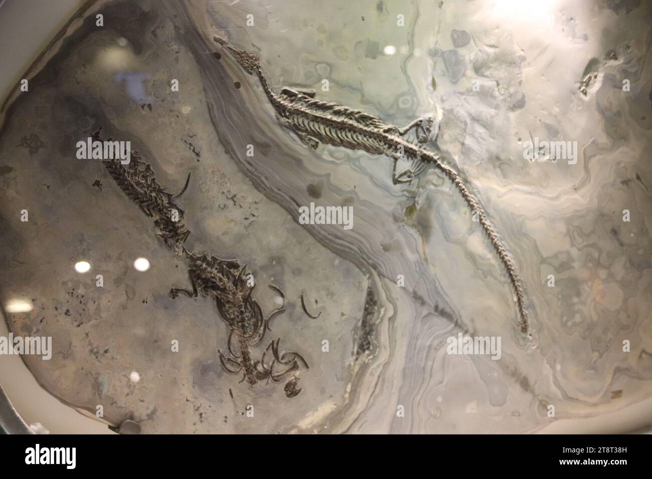 Plesiosaurus Skeletons, Land Bank Exhibition Hall, National Taiwan ...