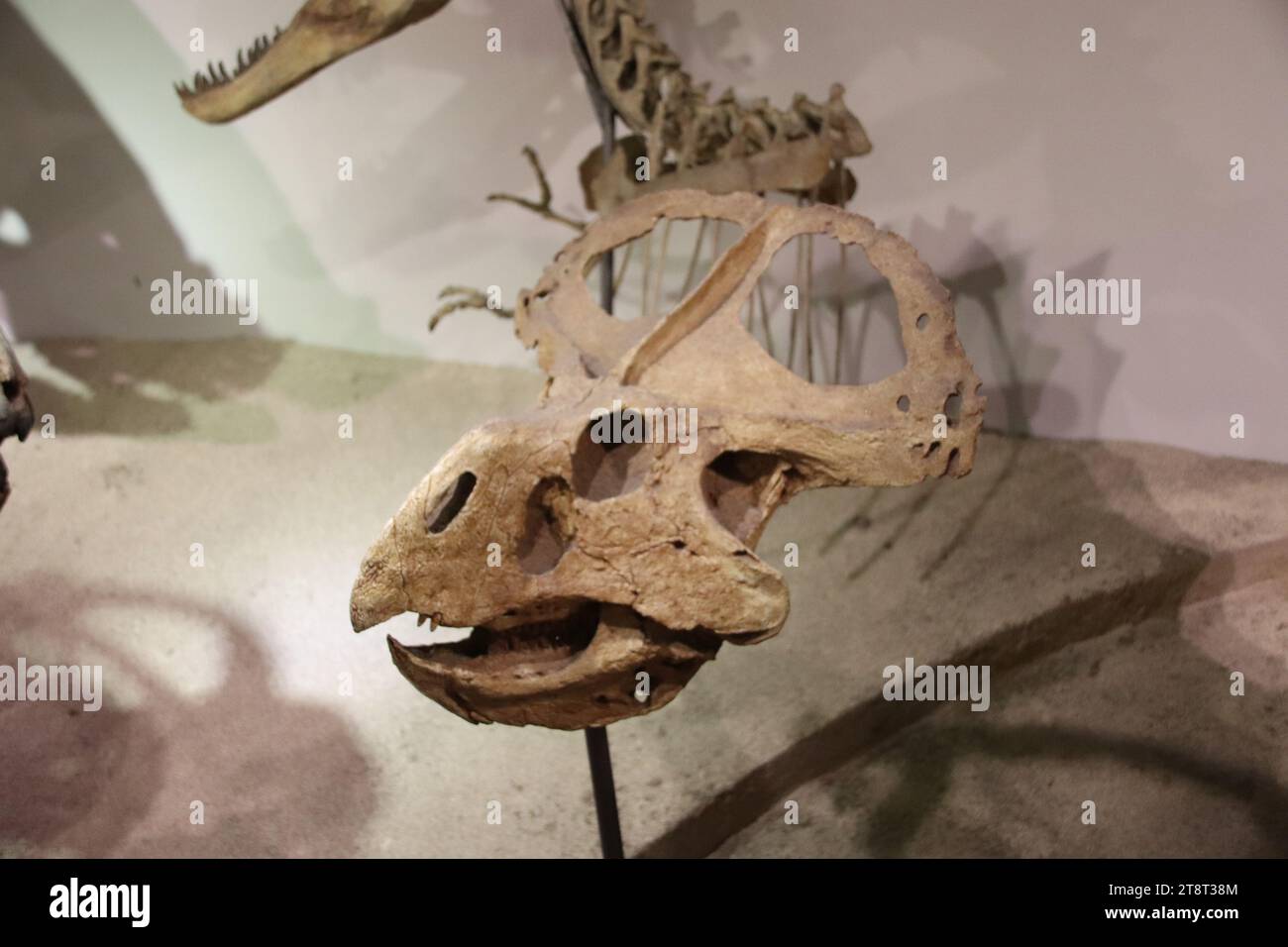 Protoceratops Skull, Land Bank Exhibition Hall, National Taiwan Museum ...