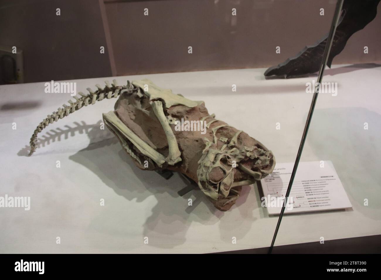 Oviraptor Skeleton, Land Bank Exhibition Hall, National Taiwan Museum ...