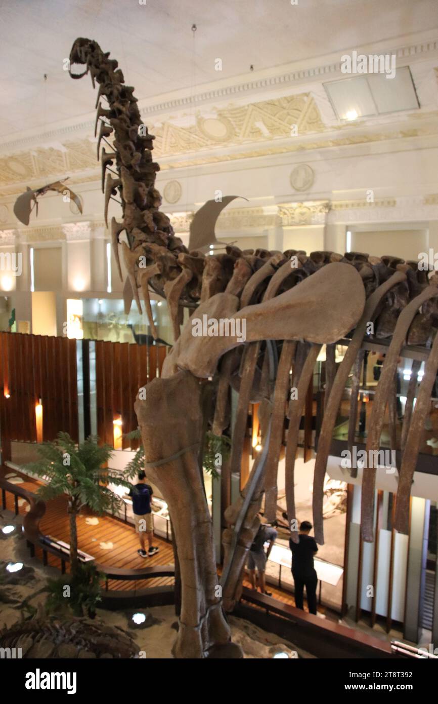 Huanghetitan Skeleton, Land Bank Exhibition Hall, National Taiwan ...