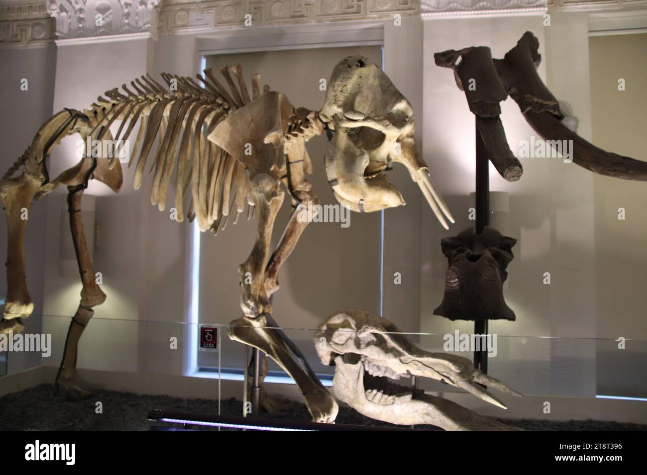 Prehistoric Elephant Skeleton & Skulls, Land Bank Exhibition Hall ...