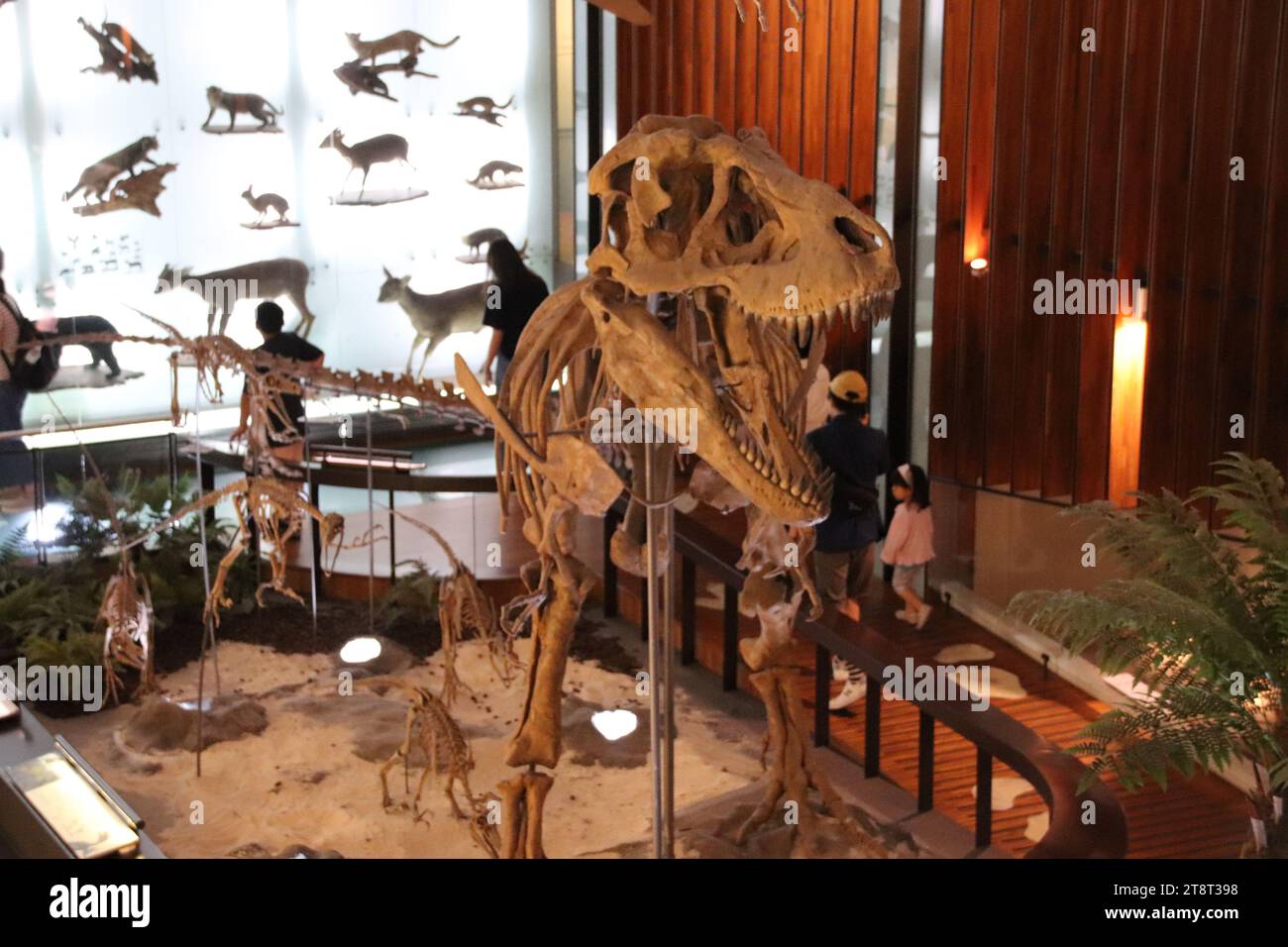 Tarbosaurus hi-res stock photography and images - Alamy