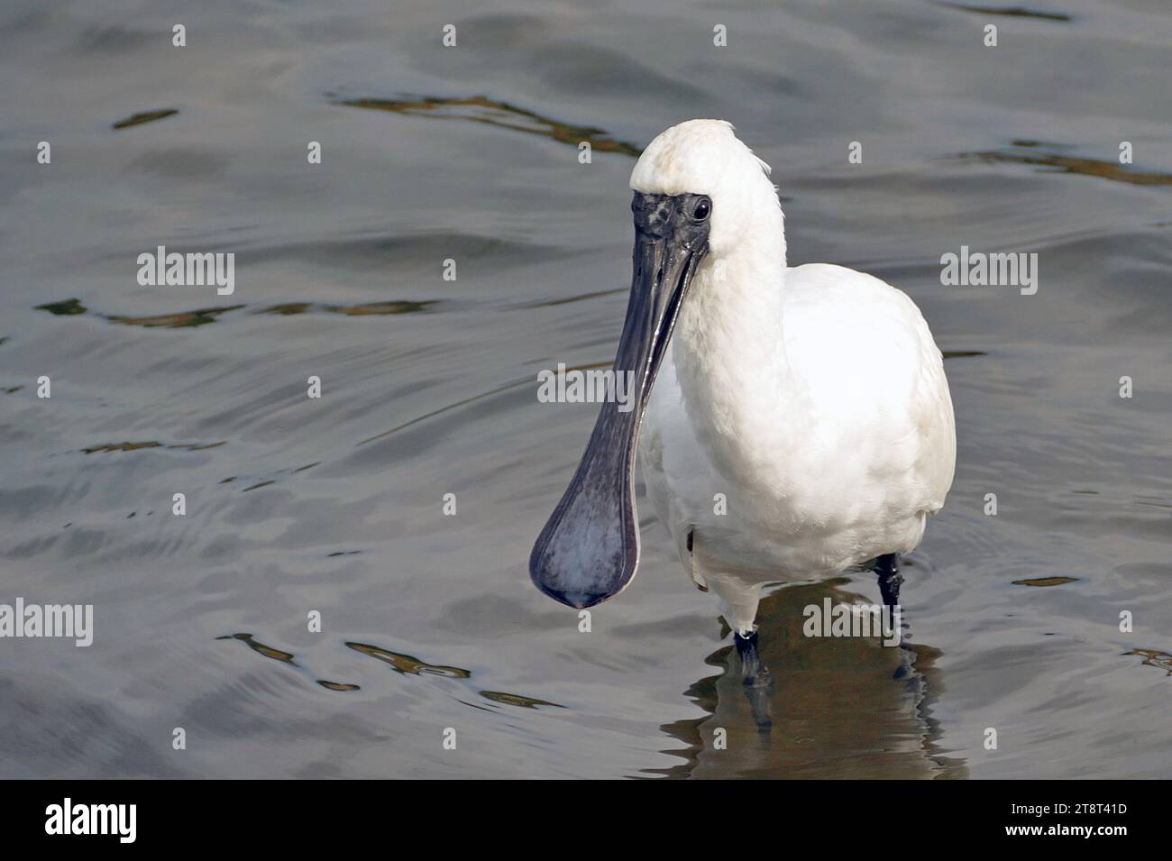 The royal spoonbill (Platalea regia), The royal spoonbill (Platalea ...
