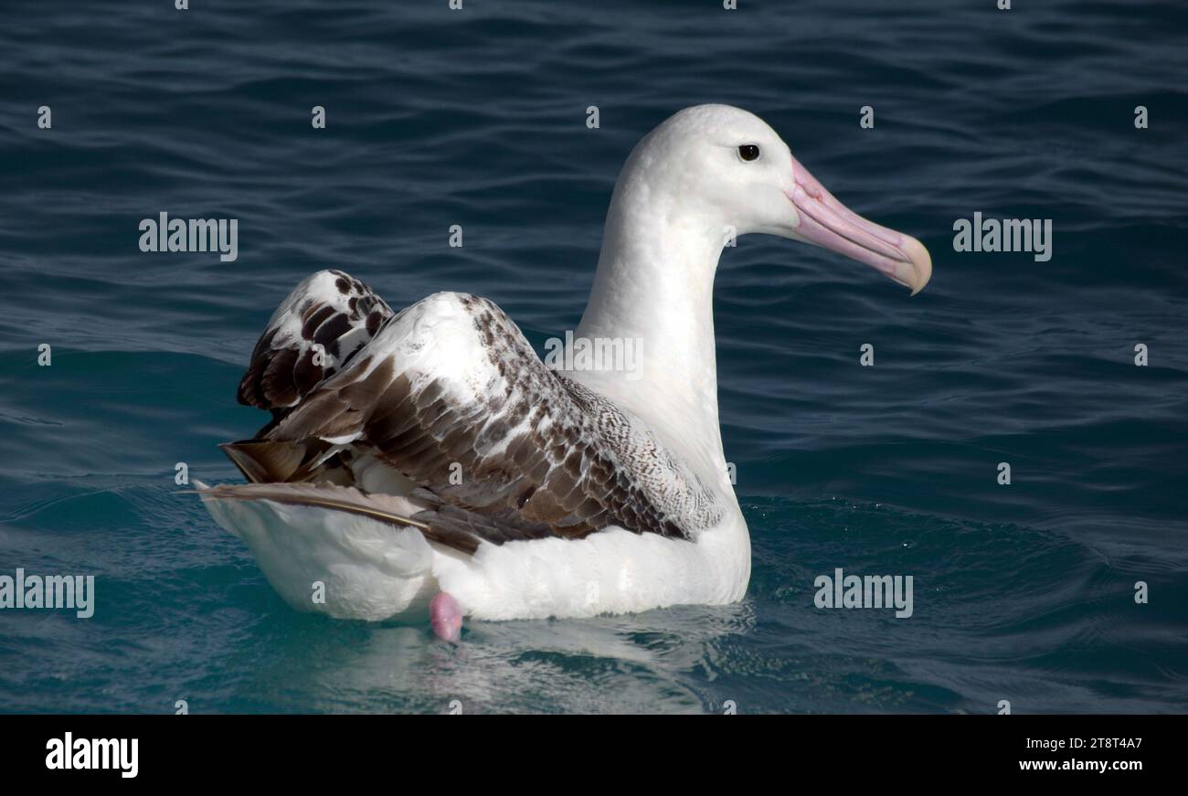 Four species occur hi-res stock photography and images - Alamy