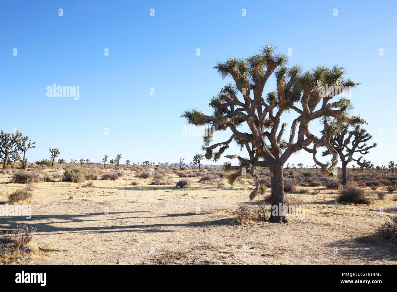 A solitary tree stands isolated in a barren landscape of large, jagged ...