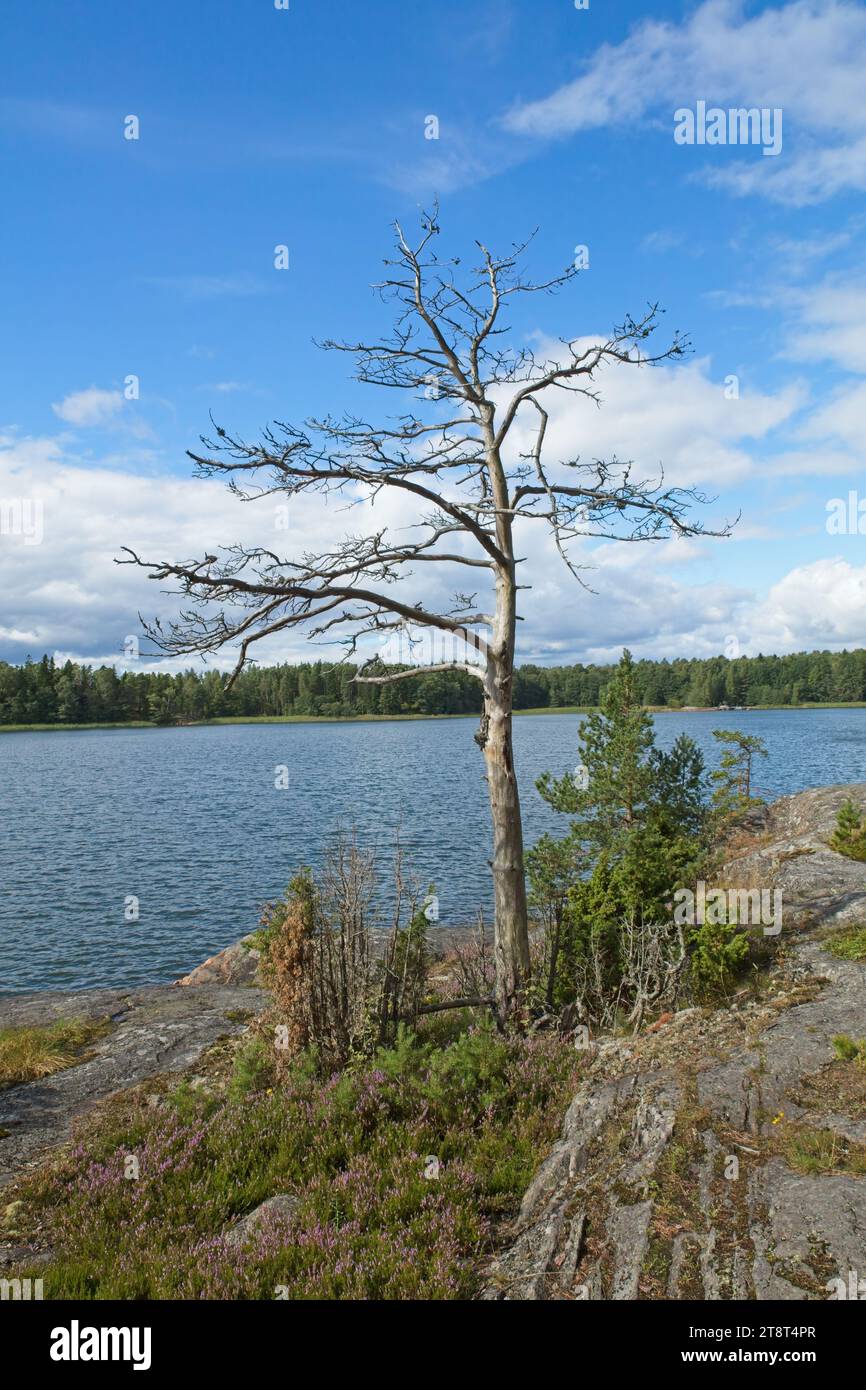 Tree on seashore in autumn Stock Photo - Alamy