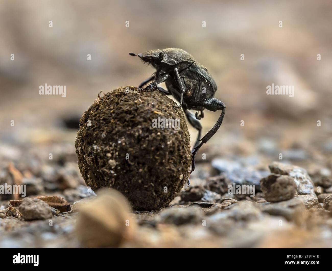 Dung beetle struggling uphill battle with ball. Corsica, France Stock ...