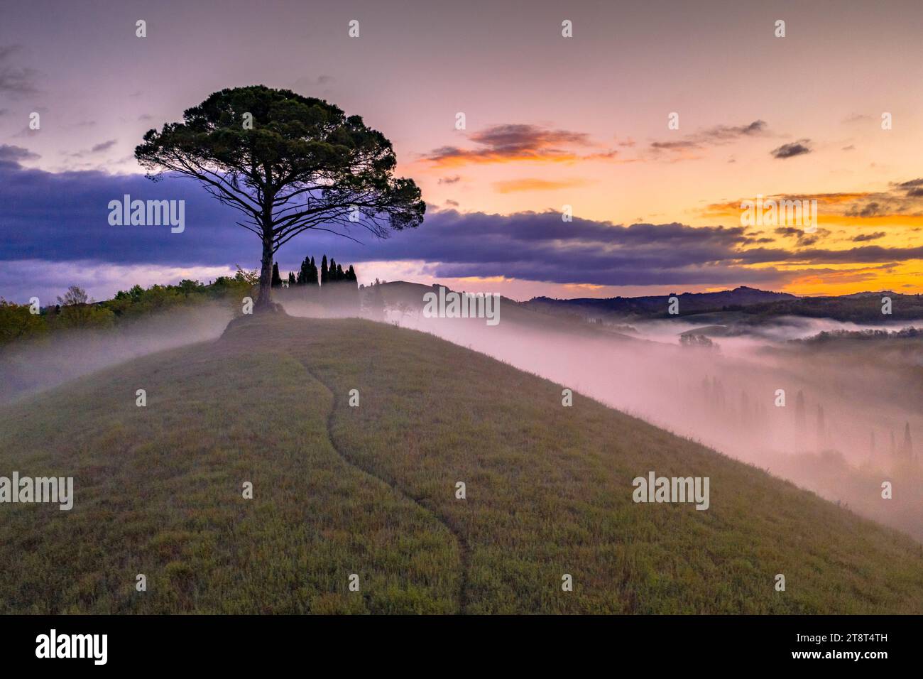 Dreamy landscape with rolling hills, cypress trees and morning fog at ...