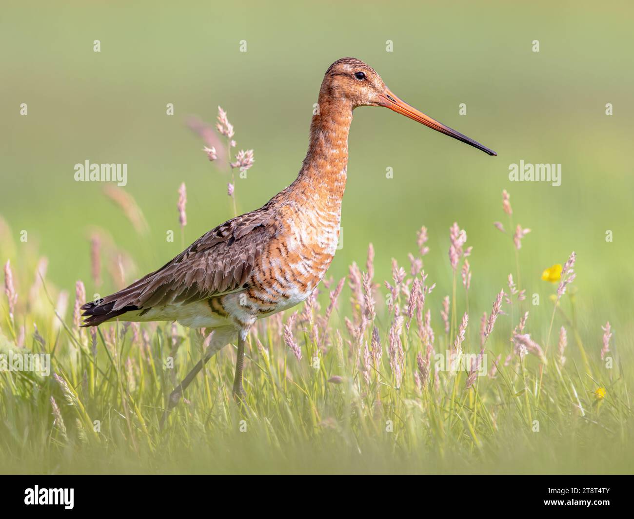 Majestic Black-tailed Godwit (Limosa limosa) wader bird lwalking and ...