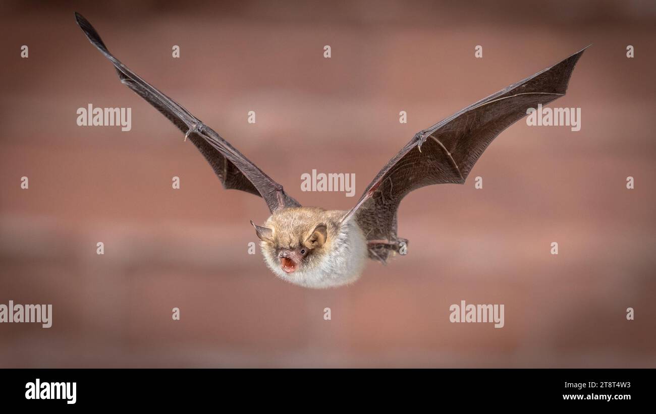 Flying Natterer's bat (Myotis nattereri) action shot of hunting animal ...