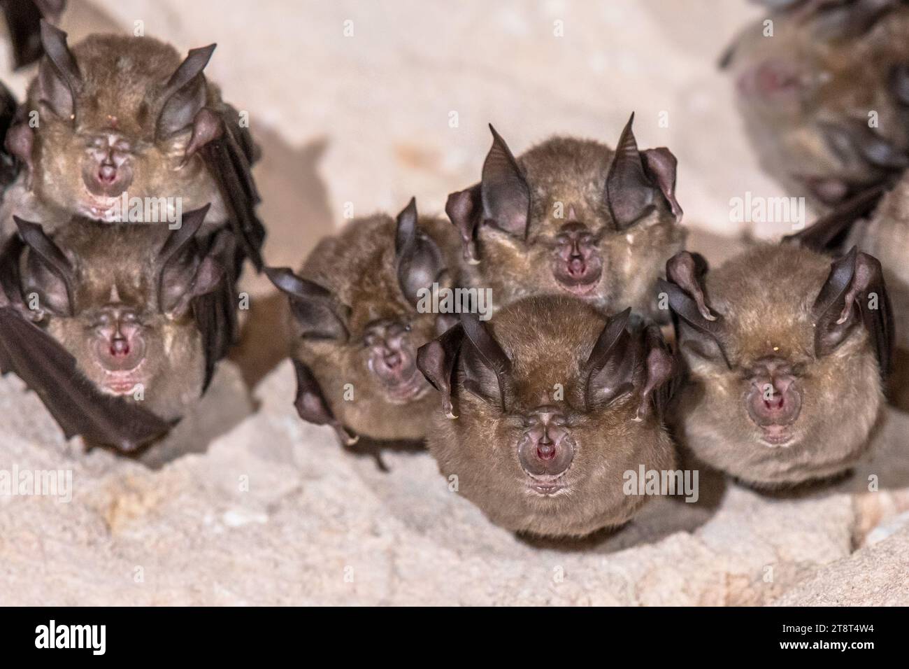 Greater horseshoe bat (Rhinolophus ferrumequinum) colony sleeping and ...