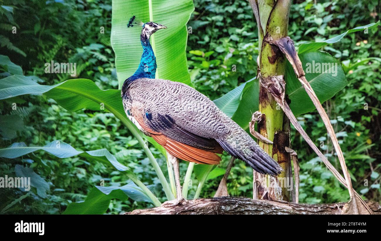peacock on tree branch , sri lanka Stock Photo - Alamy