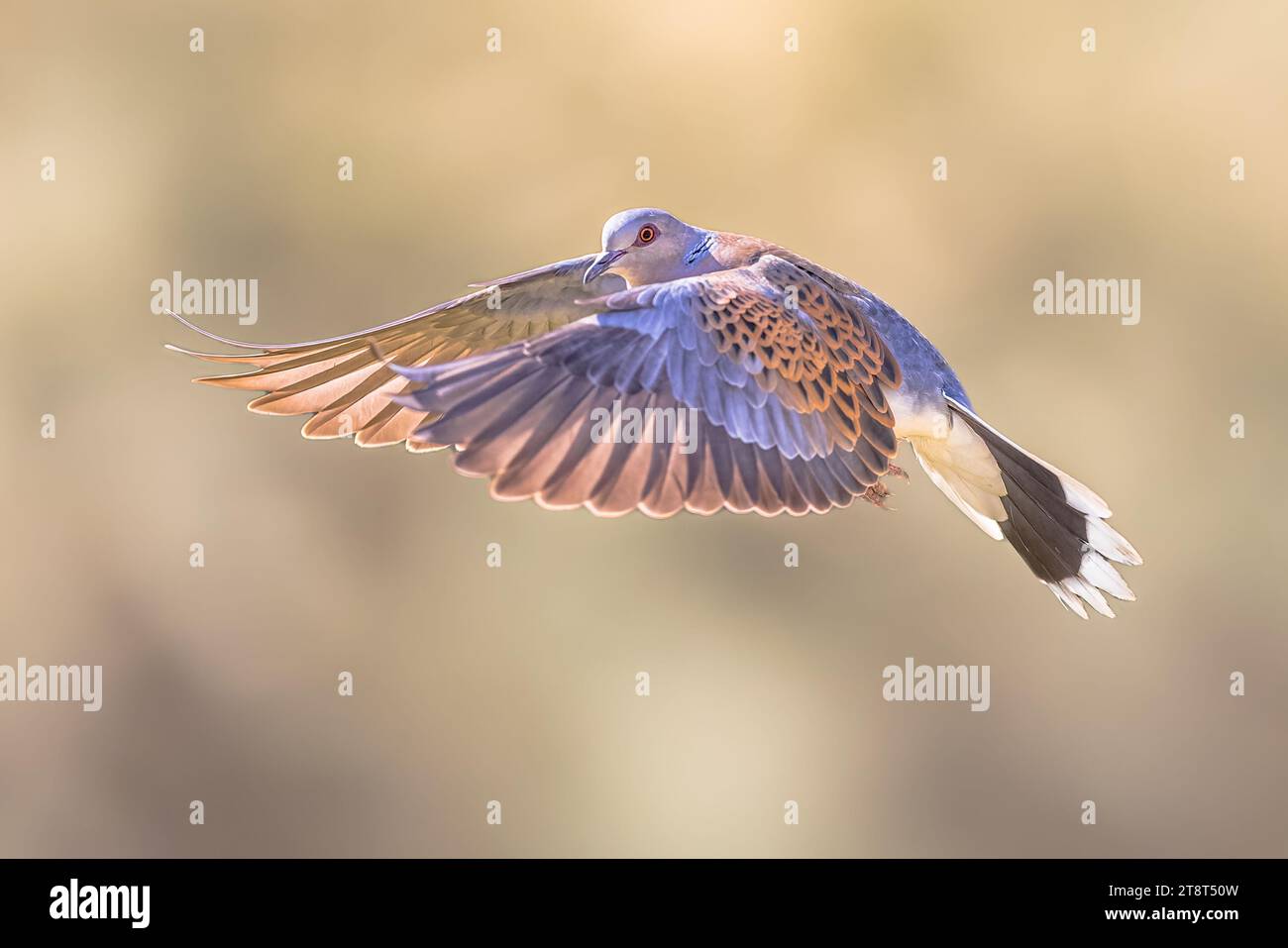 Turtle dove (Streptopelia turtur) flying on bright background in ...