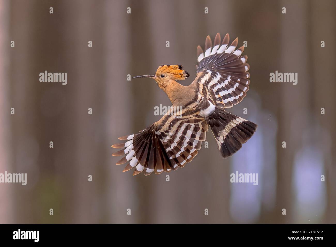 Eurasian hoopoe (Upupa epops) bird flying on dark forest background ...