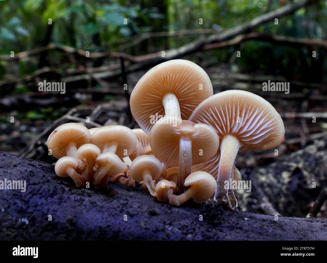 Flammulina sp hi-res stock photography and images - Alamy